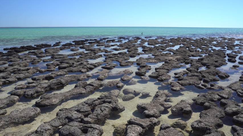 Stromatolites: Prehistoric Rock-like Structures Formed Stock Footage ...