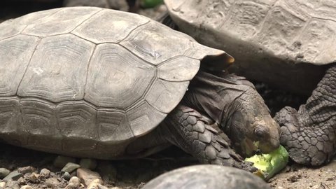 Turtle Eating Cucumber Often Seen Only Stock Footage Video (100% ...
