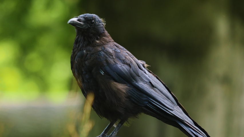 close raven head sitting down looking Stock Footage Video (100% Royalty ...