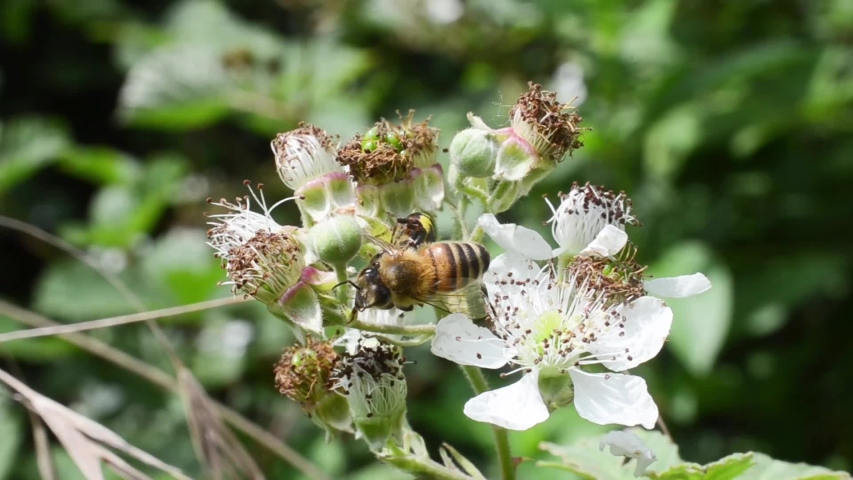 Spider Eating a Bee image - Free stock photo - Public Domain photo ...