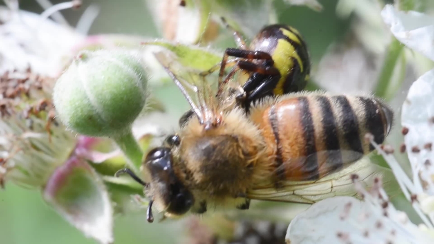 Spider Eating a Bee image - Free stock photo - Public Domain photo ...