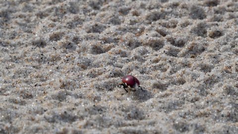 4 Ladybug On Curtain Stock Video Footage - 4K and HD Video Clips ...