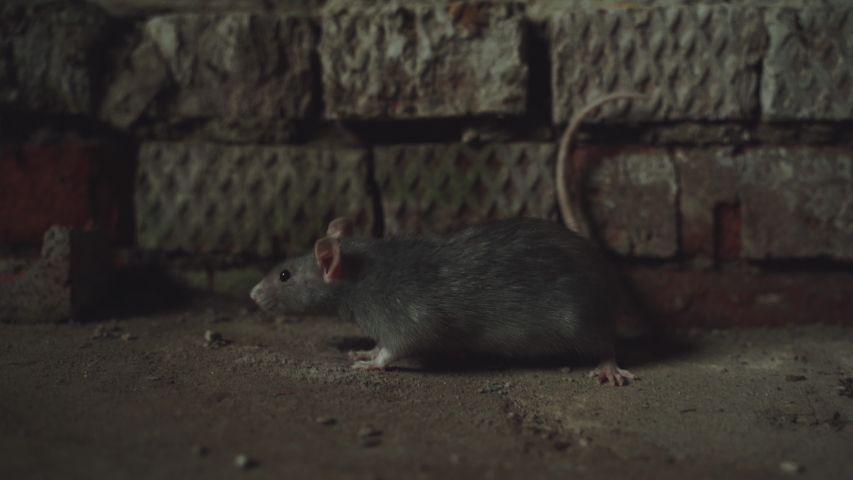gray rat old dirty basement Stock Footage Video (100% Royalty-free ...
