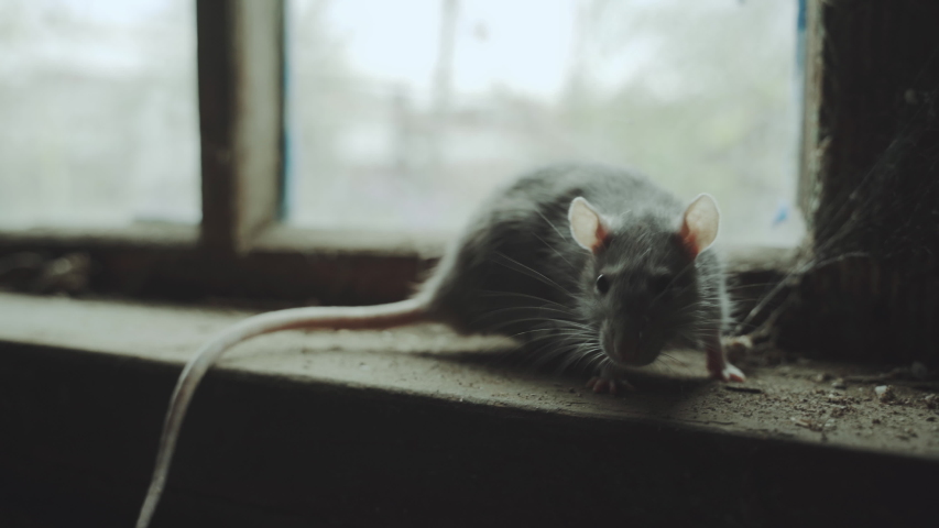 Gray Rat Old Dirty Basement Stock Footage Video (100% Royalty-free ...