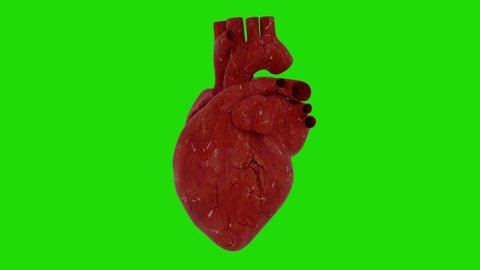 Anatomic Human Heart Animation Green Screen Stock Footage Video (100% ...