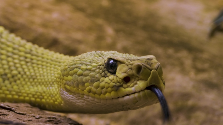 close rattlesnake head front Stock Footage Video (100% Royalty-free ...