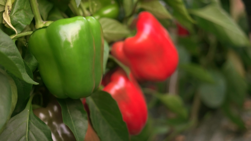 Paprika Bush Stock Video Footage - 4K and HD Video Clips | Shutterstock