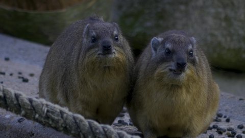 Capybara Hydrochoerus Hydrochaeris Stock Footage Video (100% Royalty ...