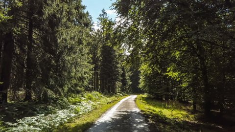 Hyperlapse Summer Forest Hiking Nature Background Stock Footage Video ...