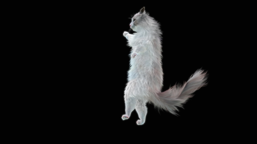 Cat Dance Cg Fur 3d Stock Footage Video (100% Royalty-free) 1038037664 ...