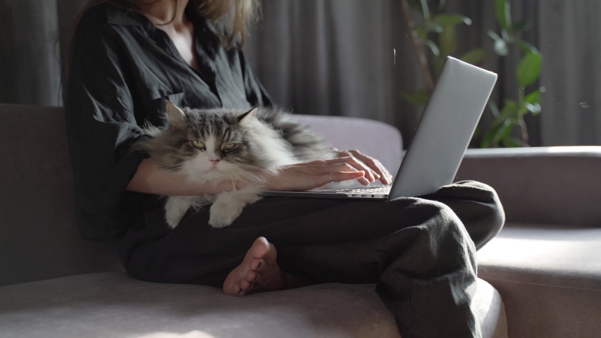 Cat sitting on chair image - Free stock photo - Public Domain photo ...