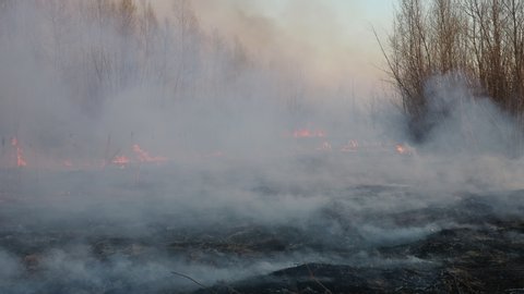 Many Smoke Forest Grass Fire Burning Stock Footage Video (100% Royalty ...