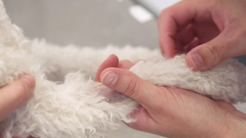 Veterinary Placing Intravenous Line Through Peripheral Stock Footage ...