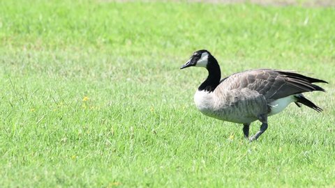 Lapwing On Short Grassy Field Stepping Stock Footage Video (100% ...