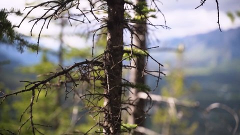 Looking Dead Conifer Tree Change Focus Stock Footage Video (100% ...