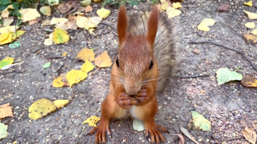 close front view cute red squirrel Stock Footage Video (100% Royalty ...