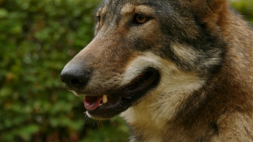 wolf face close portrait Stock Footage Video (100% Royalty-free ...