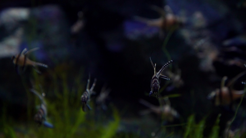 Cardinalfish Swimming in the Aquarium Stock Footage Video (100% Royalty ...