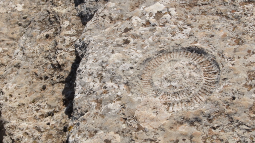 Large Fossilized Ammonite Shell image - Free stock photo - Public ...