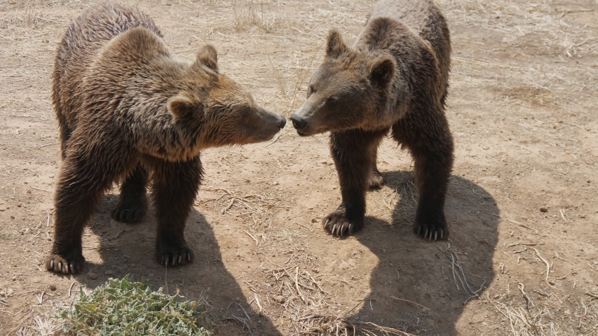 Bears playing in the pool image - Free stock photo - Public Domain ...