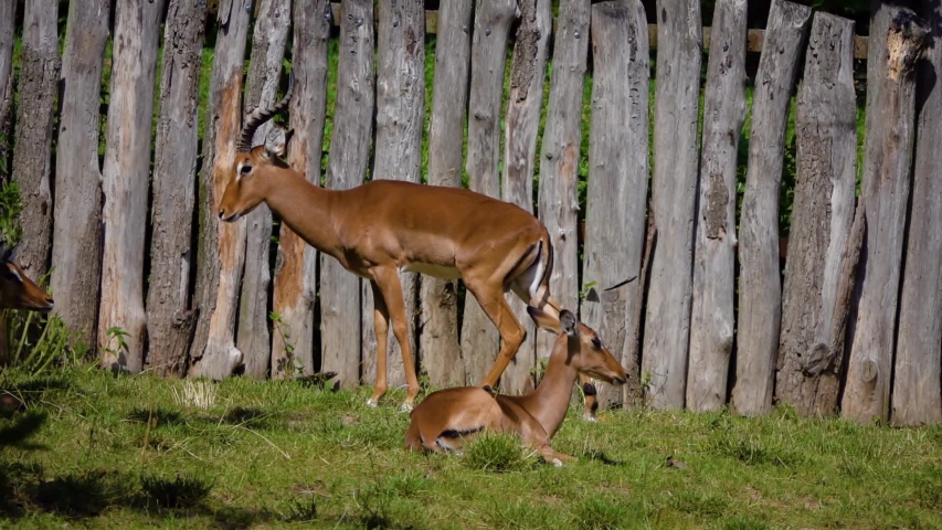 Beautiful Impala Antelope in the wild image - Free stock photo - Public ...