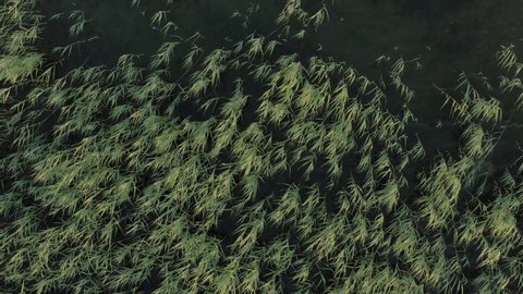Flapjack Seaweed Underwater Nature Background Poor Stock Footage Video ...