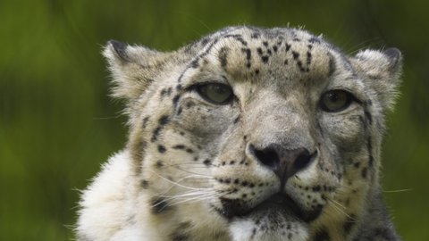 Portrait Smiling Snow Leopard Stock Photo 1549104884 | Shutterstock