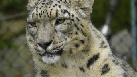 Angry Snow Leopard Face Stock Photo 1214907256 | Shutterstock