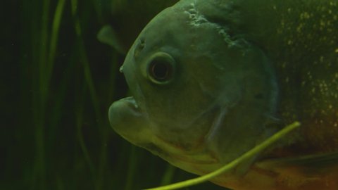 Piranha Close Head Moving His Mouth Stock Footage Video (100% Royalty ...