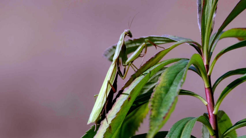 common mantis religiosa among grasses autumn Stock Footage Video (100% ...