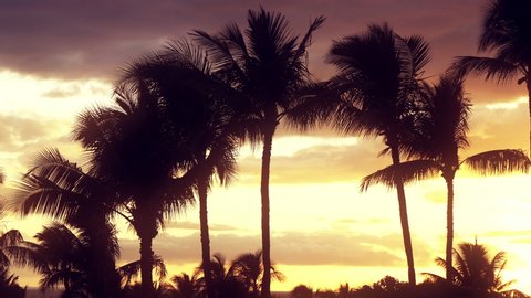 Warm Tropical Palm Tree Scenic View Stock Footage Video (100% Royalty ...