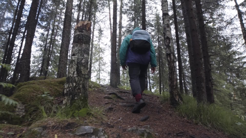 Hiking Path through the woods in the morning image - Free stock photo ...