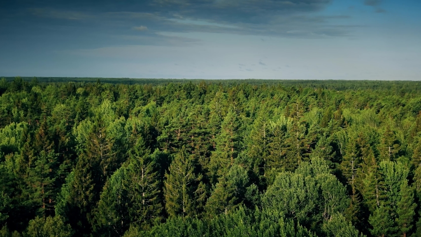 lush greenery mother nature beauty sweden's Stock Footage Video (100% ...