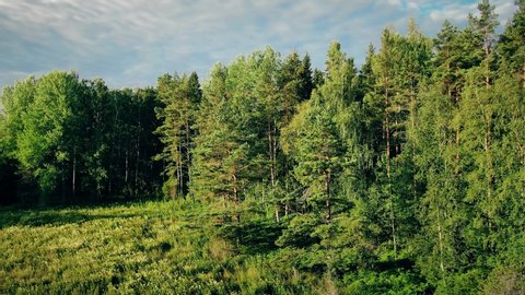 Thriving Lush Greenery Woods Desolated Sweden Stock Footage Video (100% ...