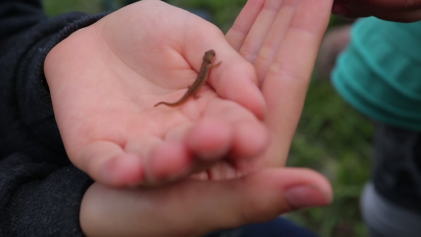 little lizard hand boy Stock Footage Video (100% Royalty-free ...
