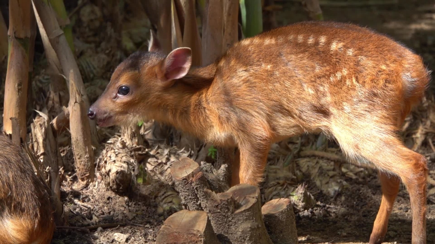 indian muntjac muntiacus muntjak baby Stock Footage Video (100% Royalty ...
