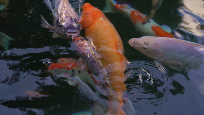 Fish pond and aquatic culture with reflections image - Free stock photo ...