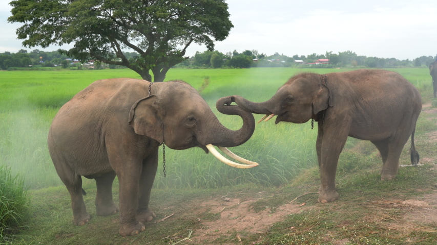 Hugging elephants Stock Video Footage - 4K and HD Video Clips ...