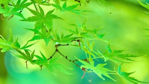 loop-able animation marijuana leaves Stock Footage Video (100% Royalty ...