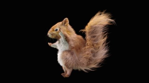squirrel dance cg fur 3d rendering Stock Footage Video (100% Royalty ...