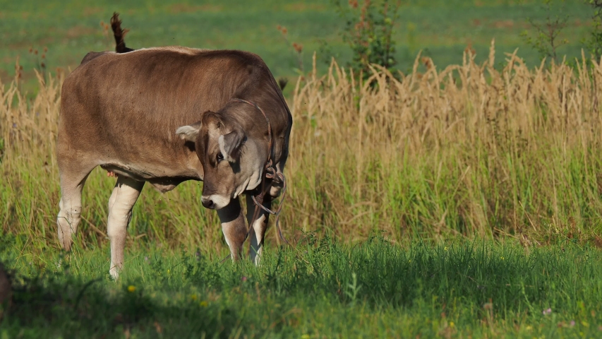 Cows standing and grazing in the hills image - Free stock photo ...