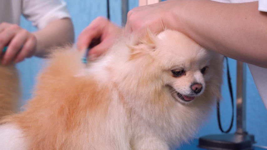 groomer trim hair adorable pomeranian spitz Stock Footage Video (100% ...