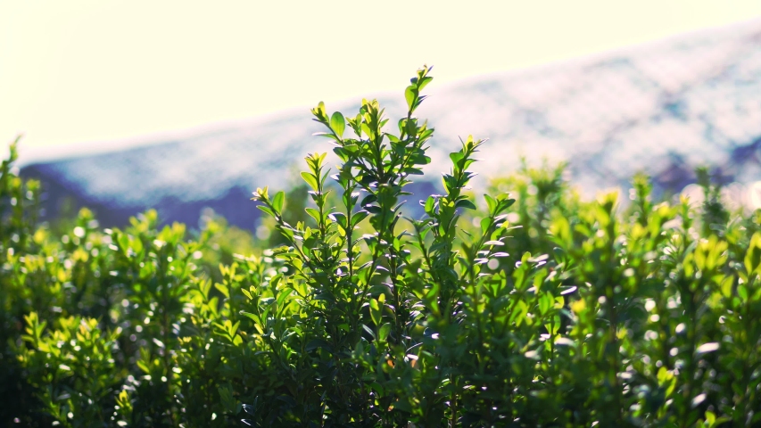 Boxwood wall Stock Video Footage - 4K and HD Video Clips | Shutterstock
