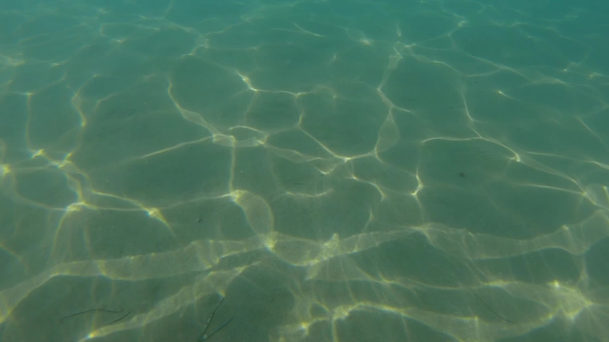 barrel jellyfish flow underwater Stock Footage Video (100% Royalty-free ...