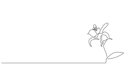 Flower Line Drawing Animated Illustration Design Stock Footage Video ...