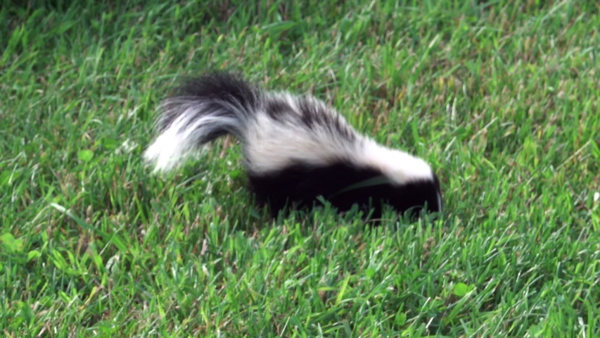 Skunk grass Stock Video Footage - 4K and HD Video Clips | Shutterstock