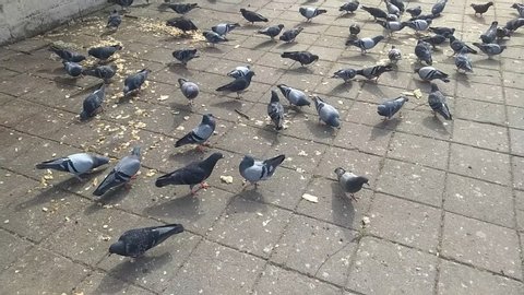 317 Scared of pigeons Stock Video Footage - 4K and HD Video Clips ...