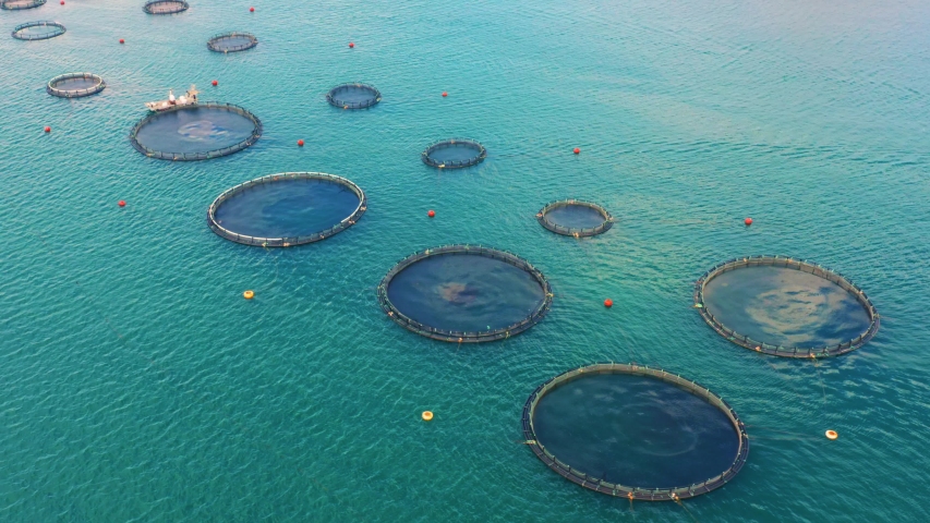 aerial view fish farm fisheries fishery Stock Footage Video (100% ...