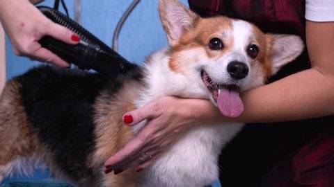 Handsome Welsh Corgi Pembroke Getting His Stock Footage Video (100% ...