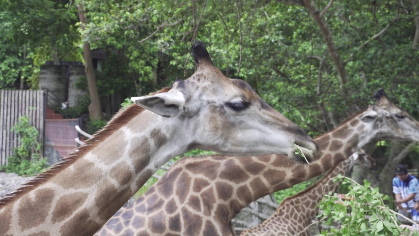 Eating Giraffes Food in an Stock Footage Video (100% Royalty-free ...